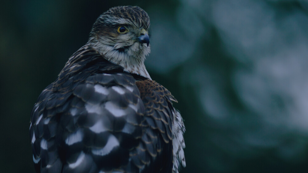 De Biesbosch | Natuur in beweging